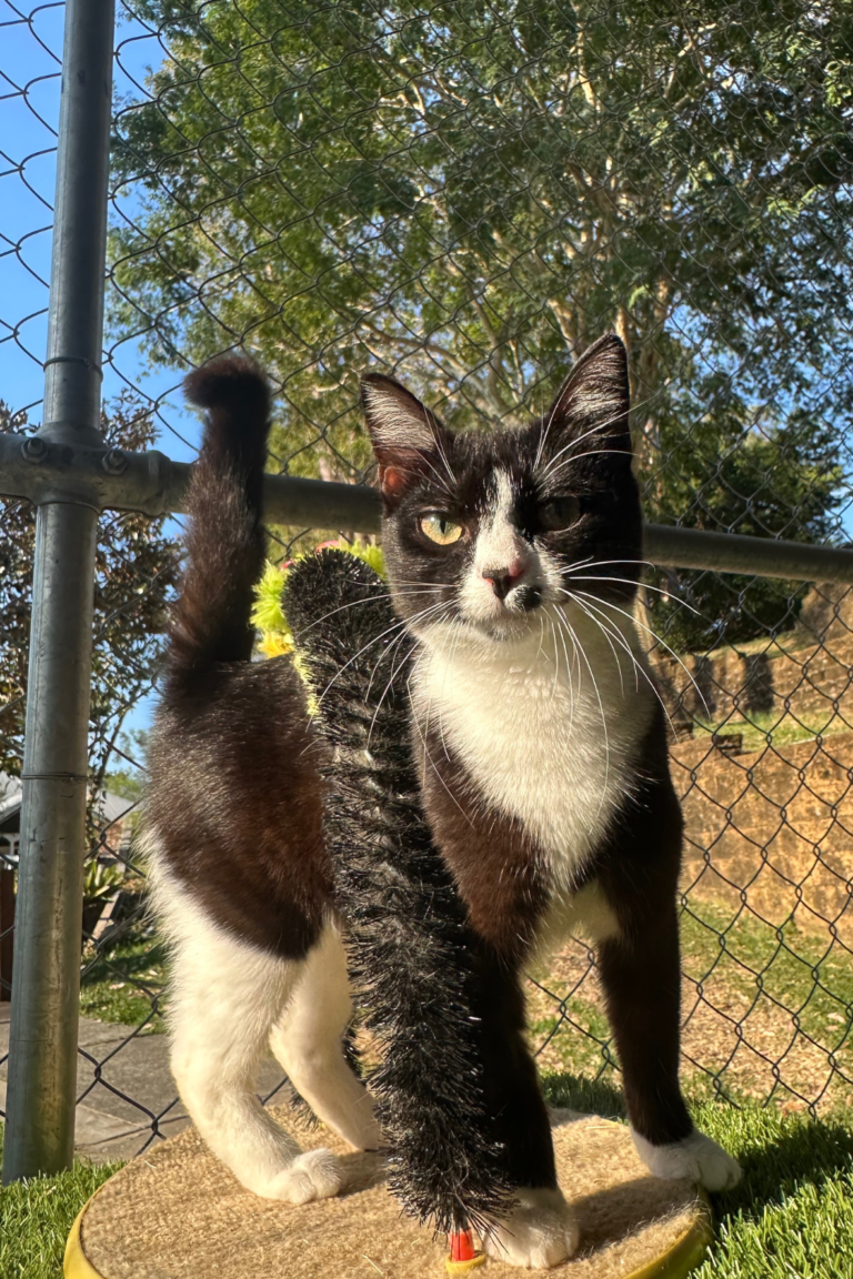 Felinee – Guest House for Cats